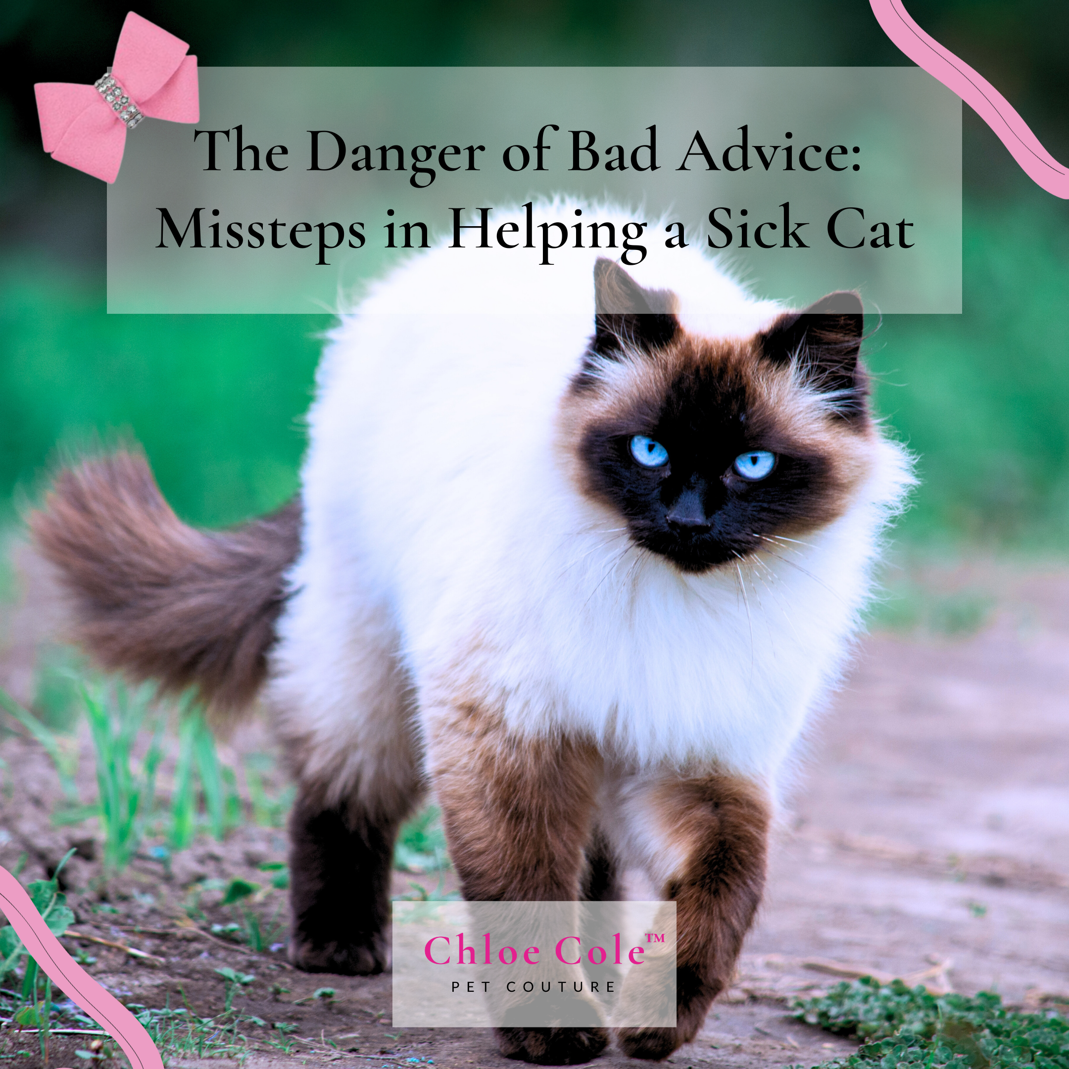 The Danger of Bad Advice: Missteps in Helping a Sick Cat – Chloe Cole ...