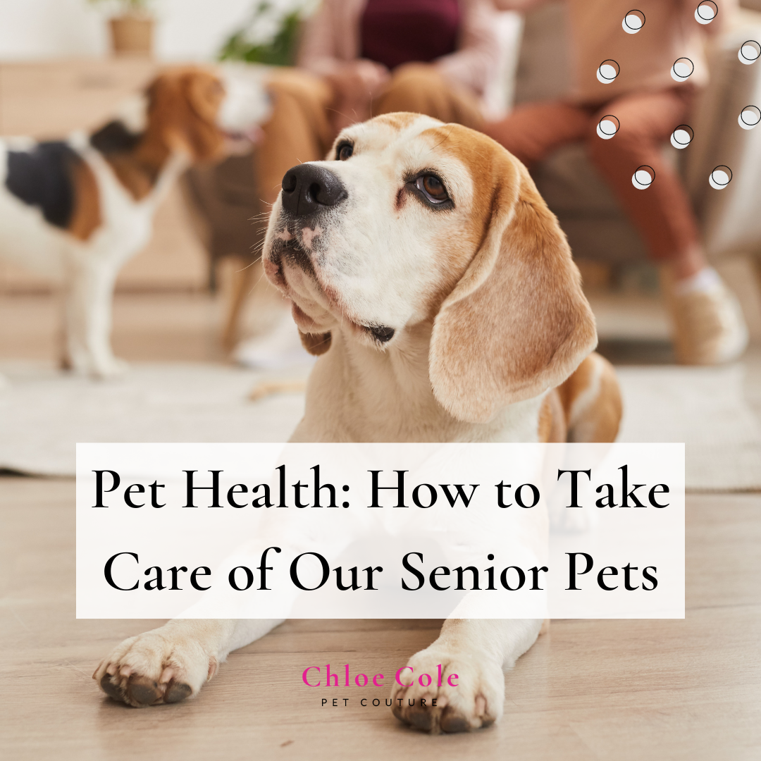 Pet Health: How to Take Care of Our Senior Pets – Chloe Cole Pet Couture