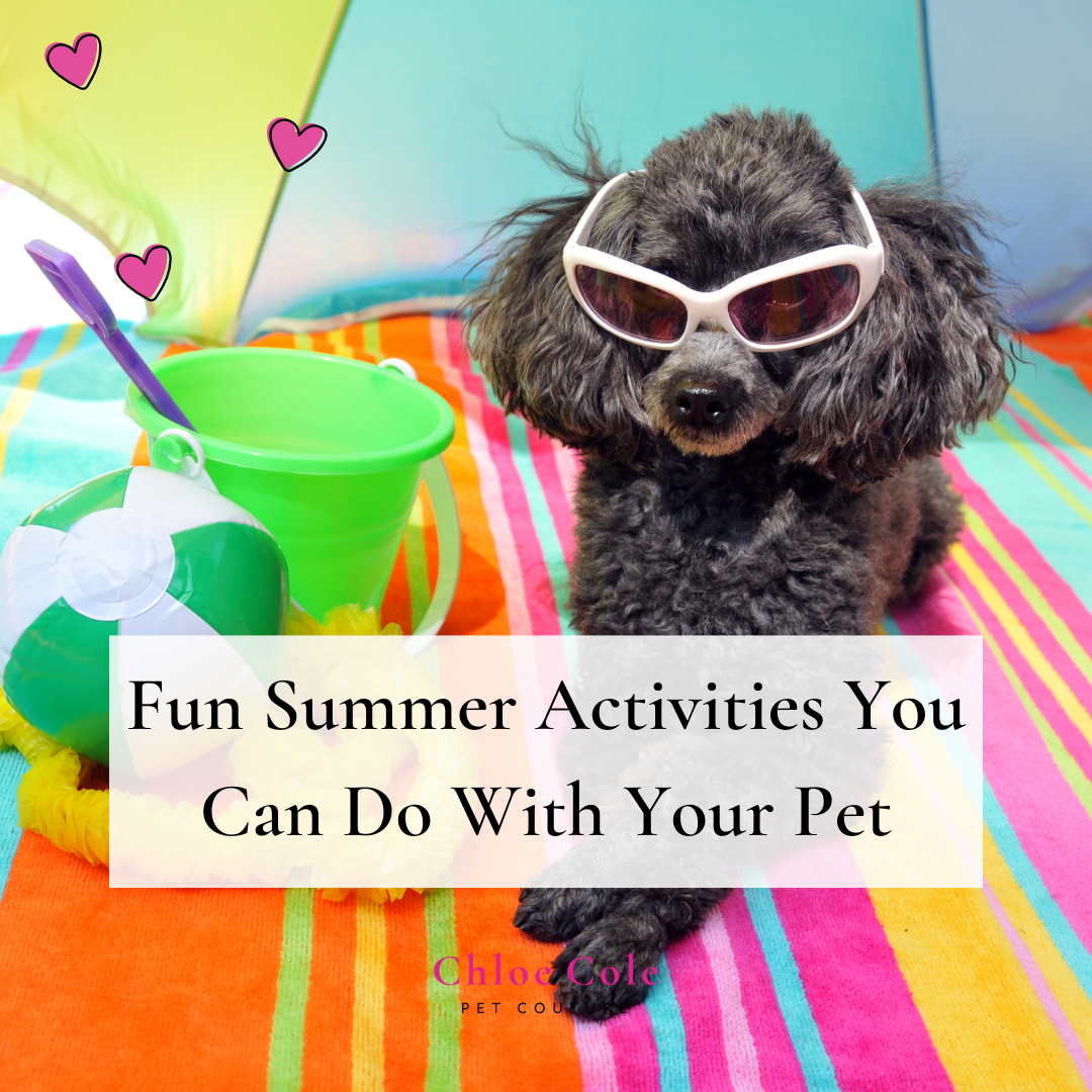 Fun Summer Activities You Can Do With Your Pet – Chloe Cole Pet Couture