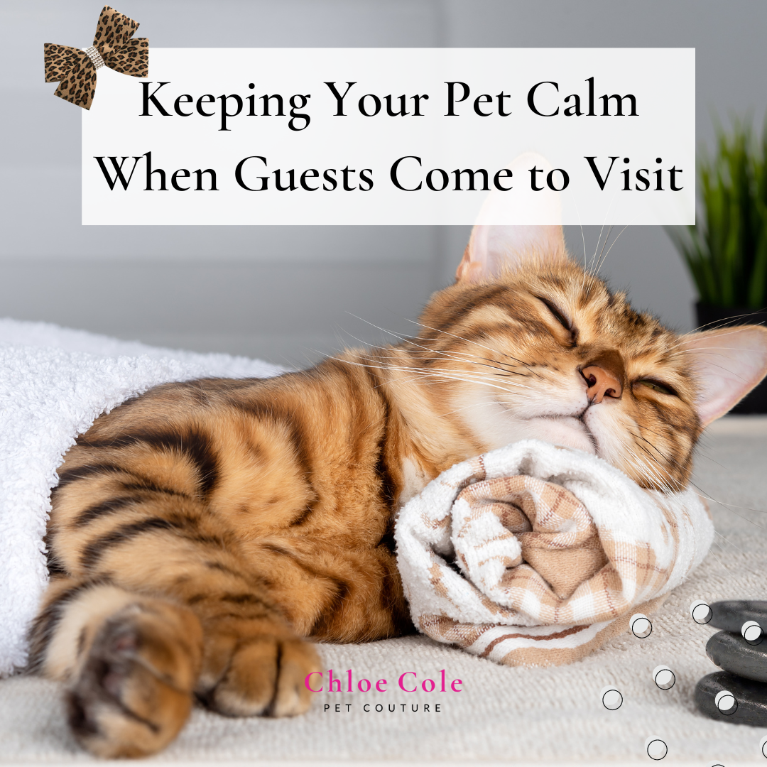 Keeping Your Pet Calm When Guests Come to Visit – Chloe Cole Pet Couture