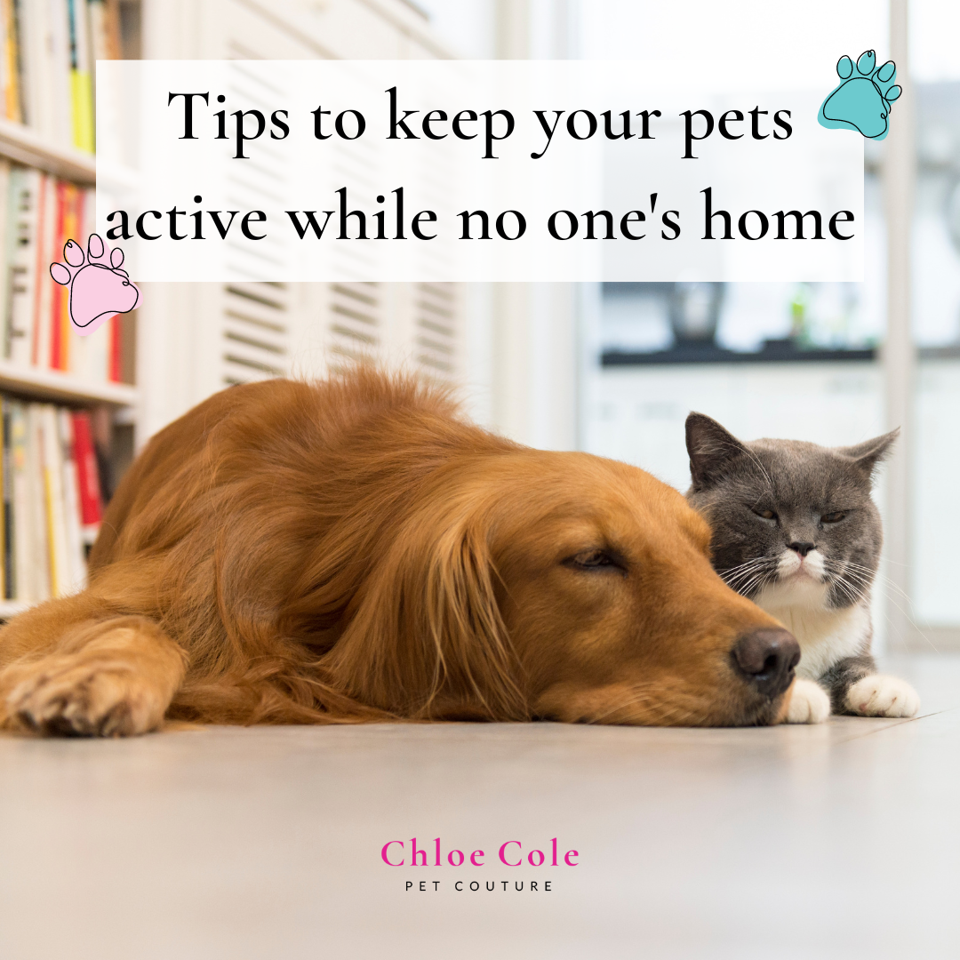 Tips to keep your pets active while no one's home – Chloe Cole Pet Couture