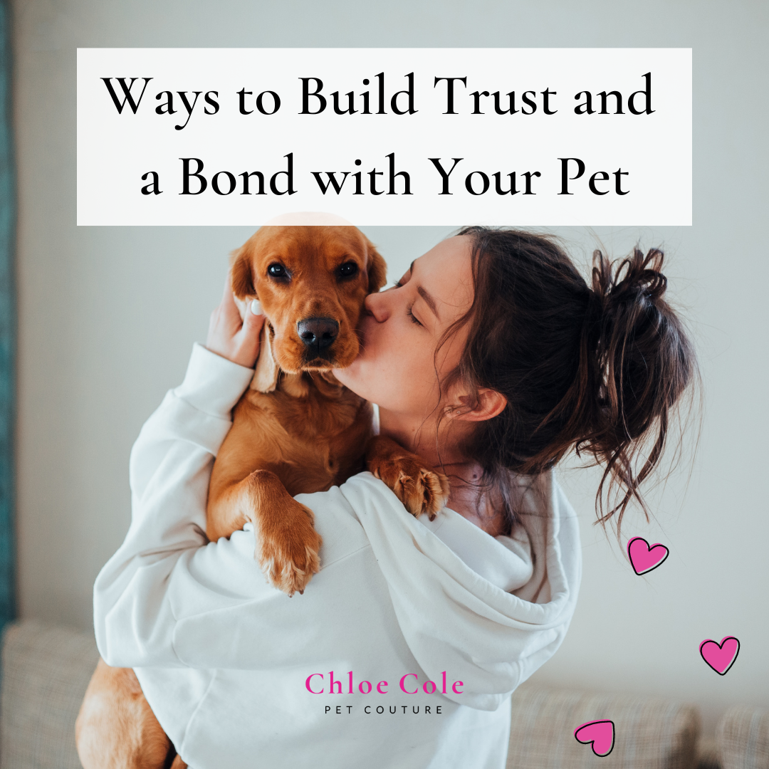 Ways to Build Trust and a Bond with Your Pet – Chloe Cole Pet Couture